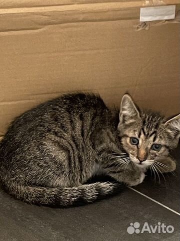 Котёнок пост шанс