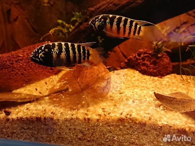 Ivanacara Adoketa, молодь F1