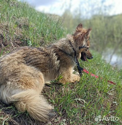 Красавица Джесси