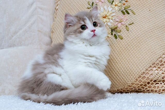 Британская биколорная кошка