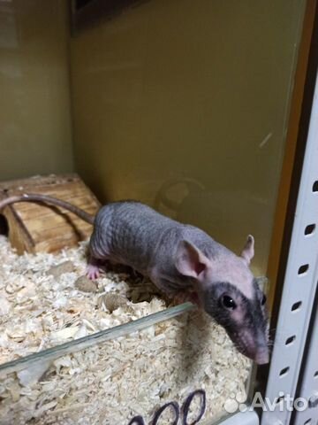 Лысые крысы сфинкс