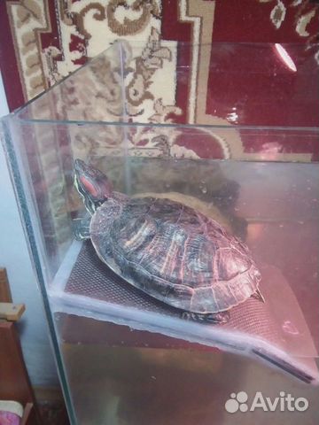 Красноухая черепаха