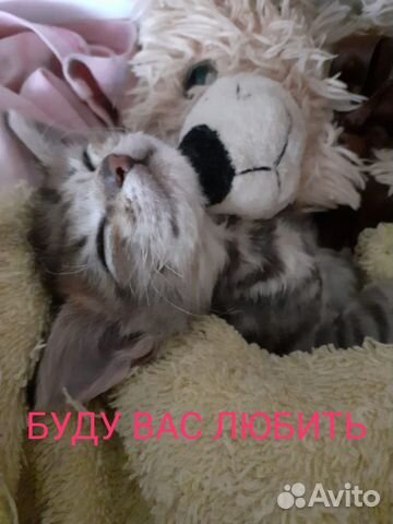 Котёнок люсьен, 1.5 мес., камышового окраса