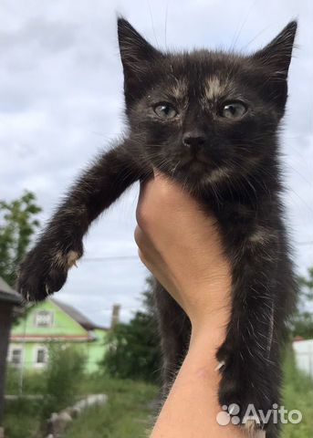 Котята от кошки мышеловки