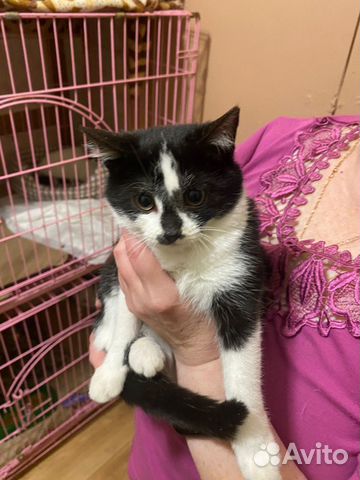 Очень веселая и позитивная девчонка-котенок