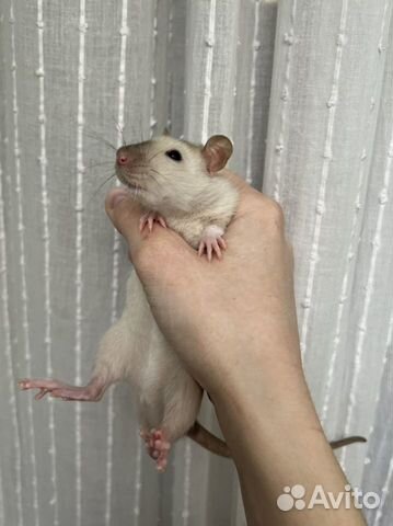 Самец для вязки