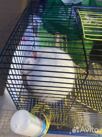 Крысы домашние