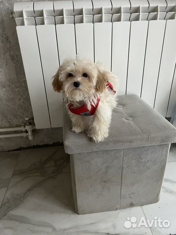 Мальчик ф1 микро размер экстра маленький