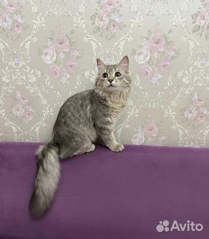 Кошка