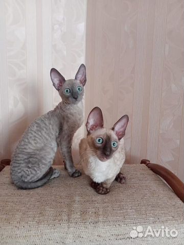 Котята породы корниш-рекс