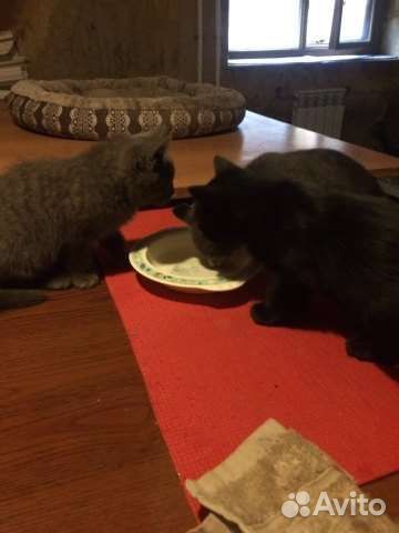 Котята в добрые руки из монастыря