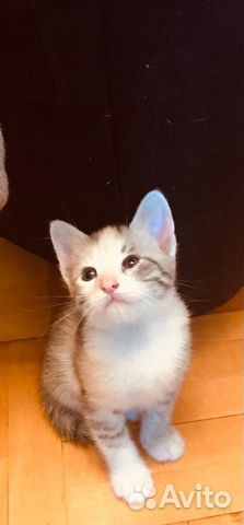 Трёхцветный малыш принесет счастье в дом