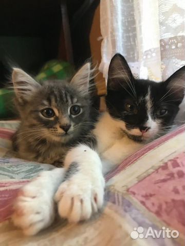 Котята в добрые руки