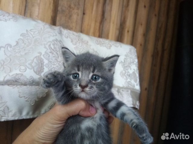 Котята в добрые руки бесплатно