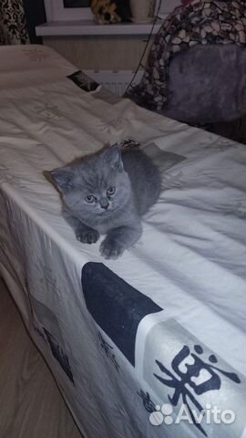 Котёнок