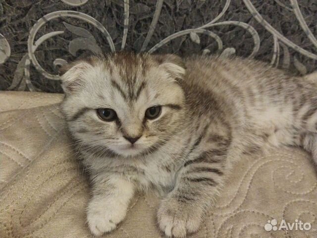 Шотландские вислоухие котята