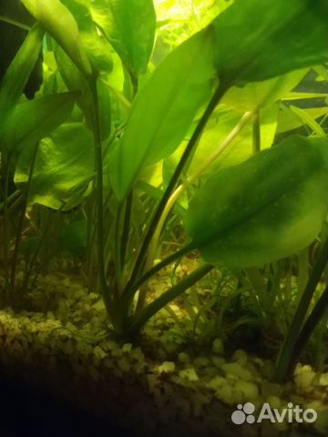 Аквариумные растения
