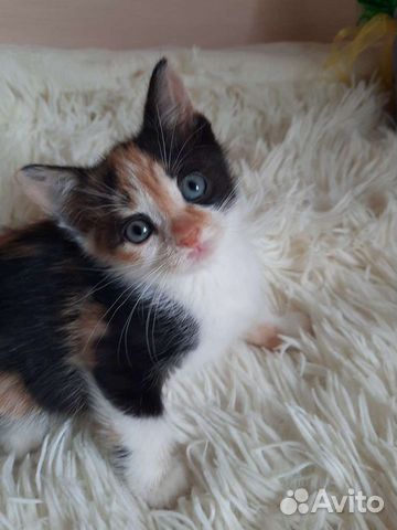Котенок в добрые руки