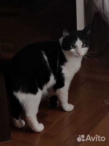 Отдам кошку в добрый руки. Ириска, стерилиз., 4 г