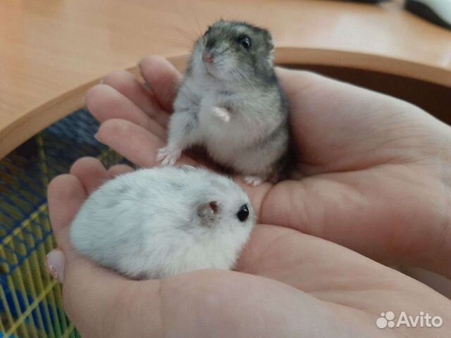 Забавные джунгарики с клеткой