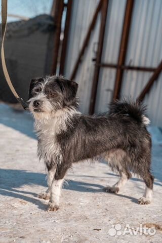 Маленькая комнатная собака