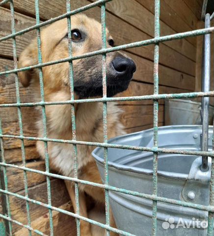 Молодая собака боится прожить в клетке всю жизнь