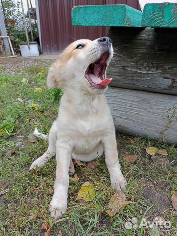 Лапочка щенулька в добрый дом