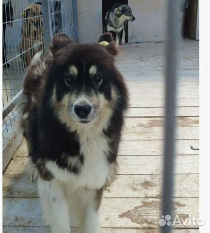 Собака Мила