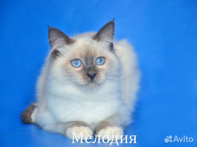 Невский маскарадный котенок Мелодия