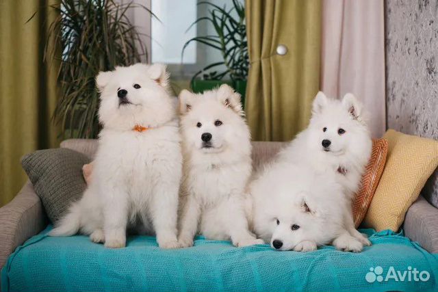 Самоедская лайка