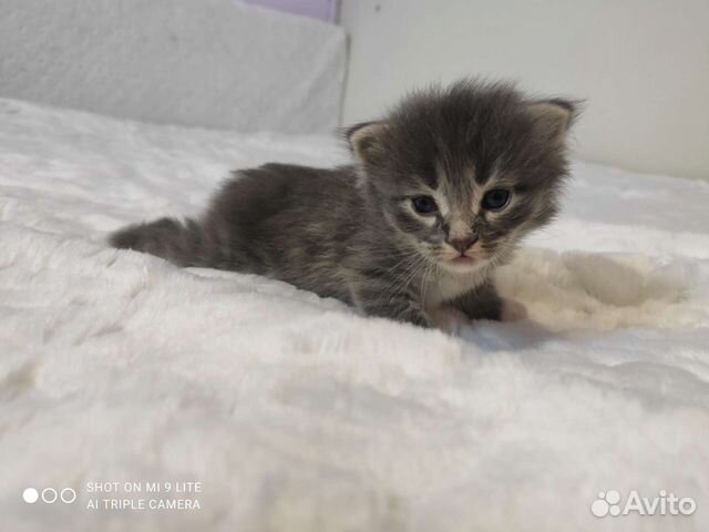 Котик
