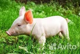 Свиноматки,хряки