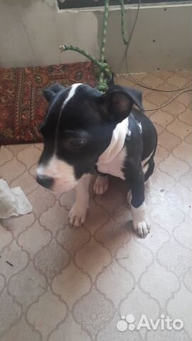 Щенок питбуля