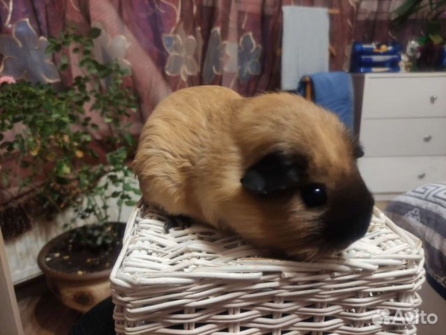 Морская свинка мальчик Английский Селф