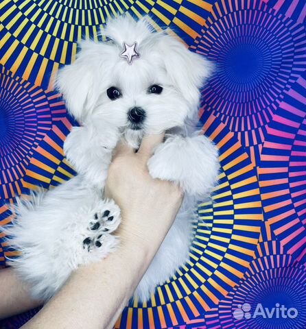 Мальтийская болонка мини