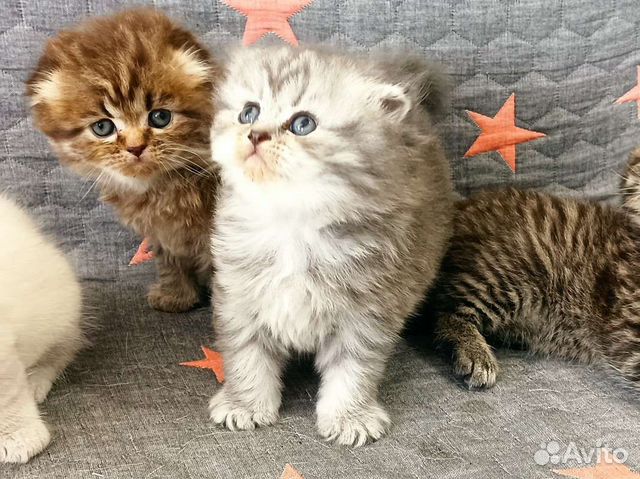 Шотладская вислоухая