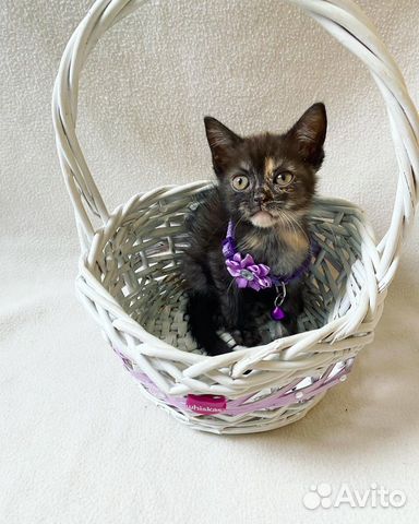 Котенок