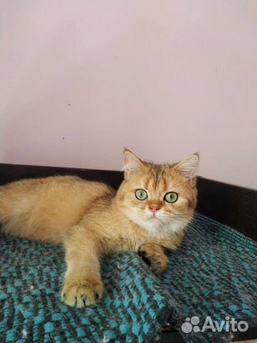 Британский золотой ласкушка