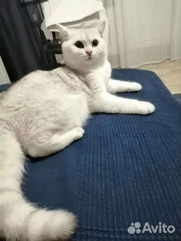 Британский котяра