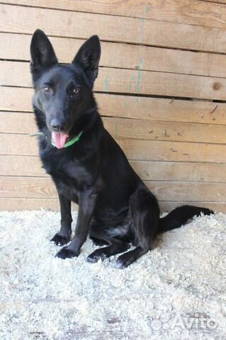 Мини овчарка ждет свою семью в приюте