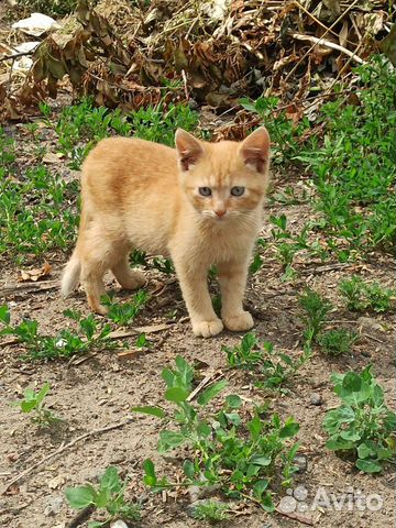 Котенок в добрые руки