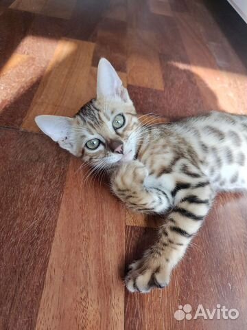 Бенгальская кошка
