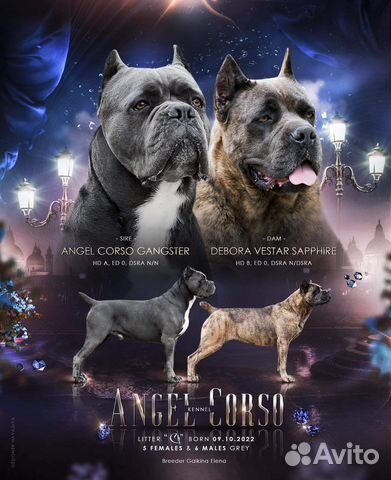 Кане корсо - серые крепкие малыши