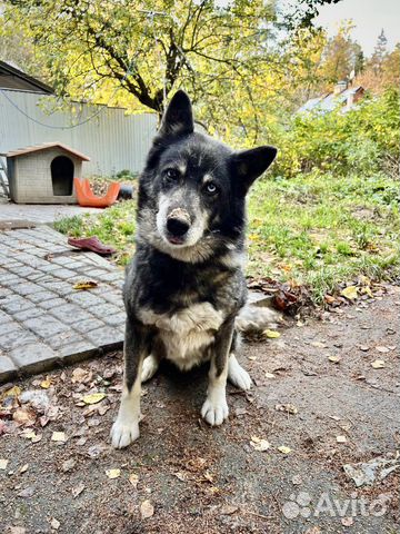 Родной пёс Тяпа, Хаска