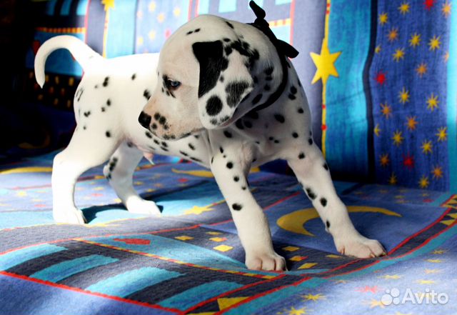 Красивые породные. Настоящие далматины