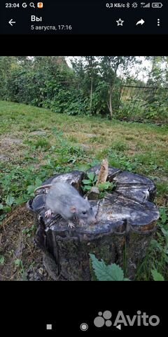 Крыса дамбо