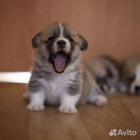 Welsh Corgi Pembroke (ркф щенки)