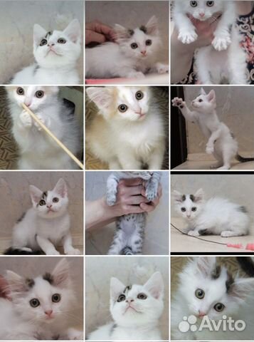 Котята