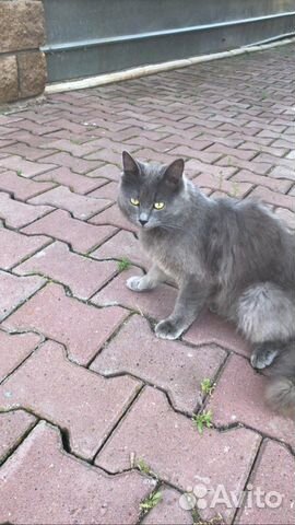 Котик-красавец пушистый 1 год