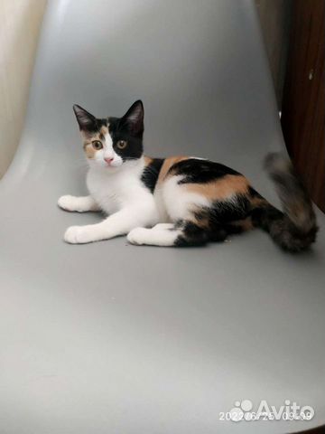 Трехшерстная кошка